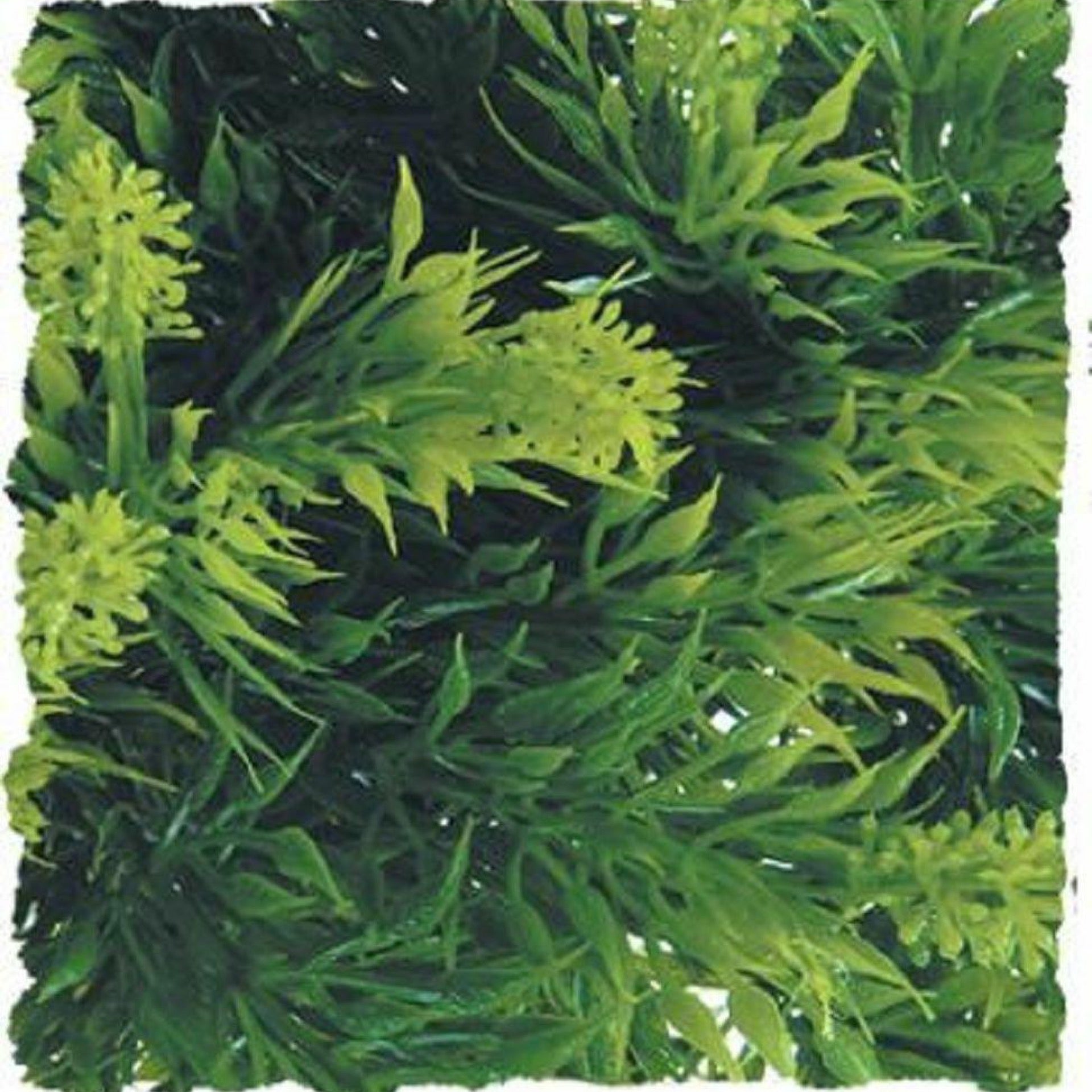 Zoomed Malaysian Fern Plant | The Creature Room