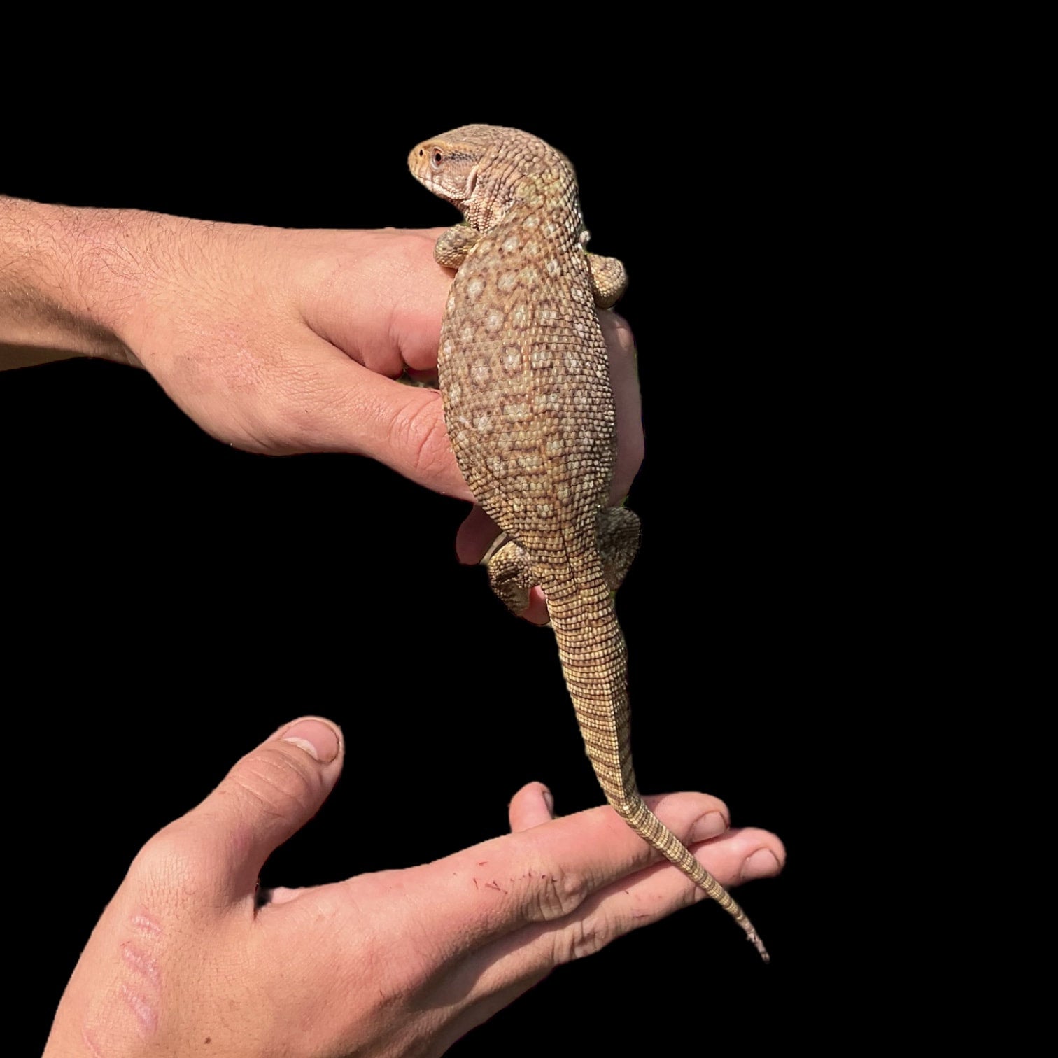 Savannah Monitor | The Creature Room