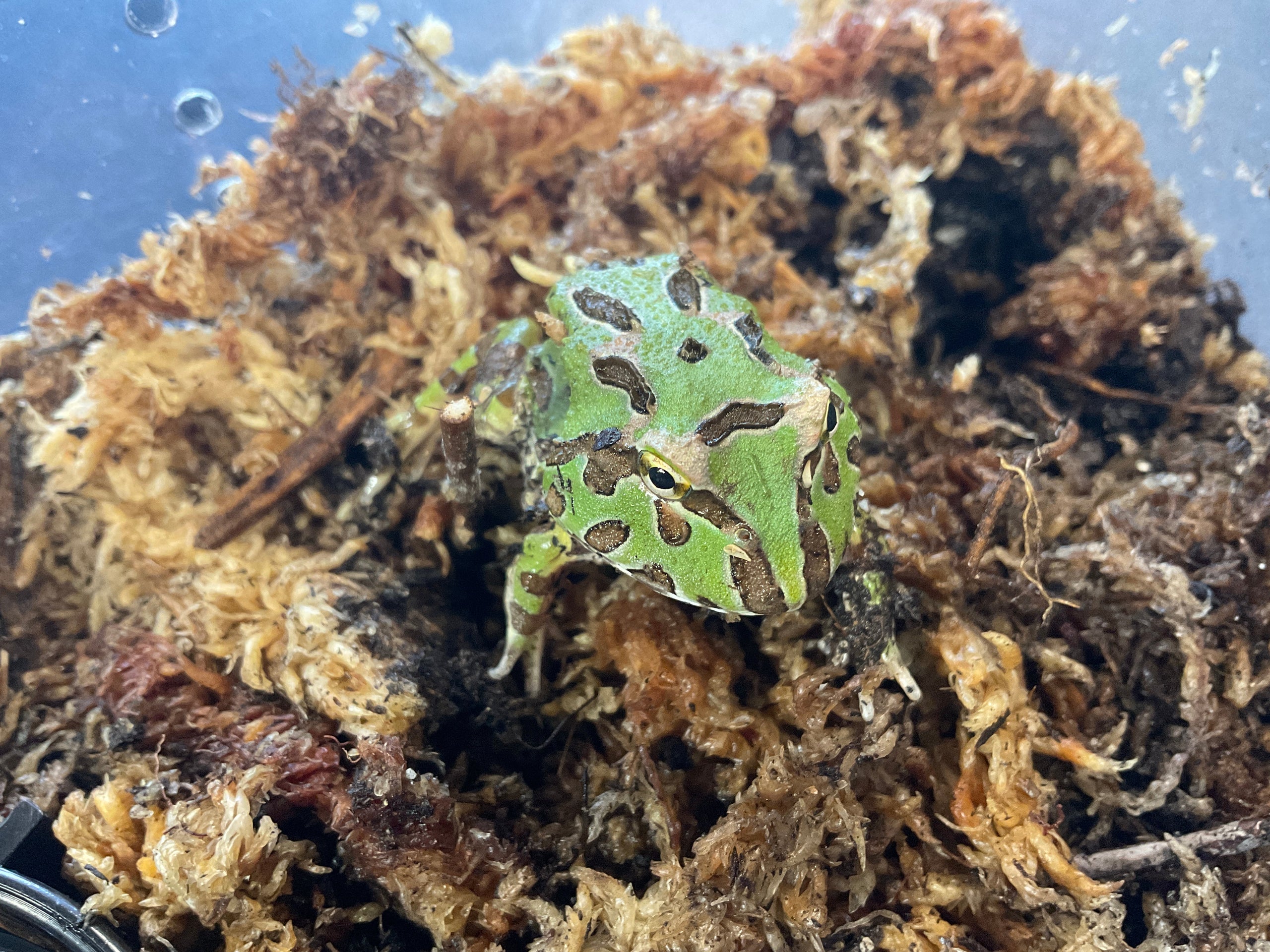 Pacman Frog ‘Green’ | The Creature Room