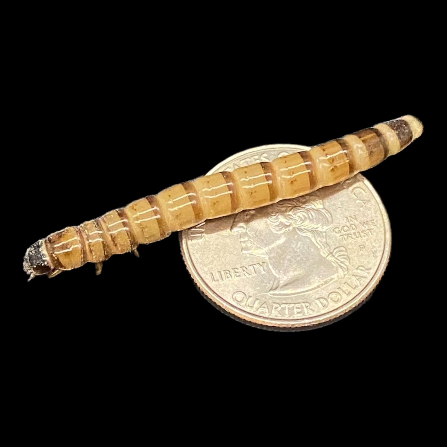 Superworms Large 50ct | The Creature Room