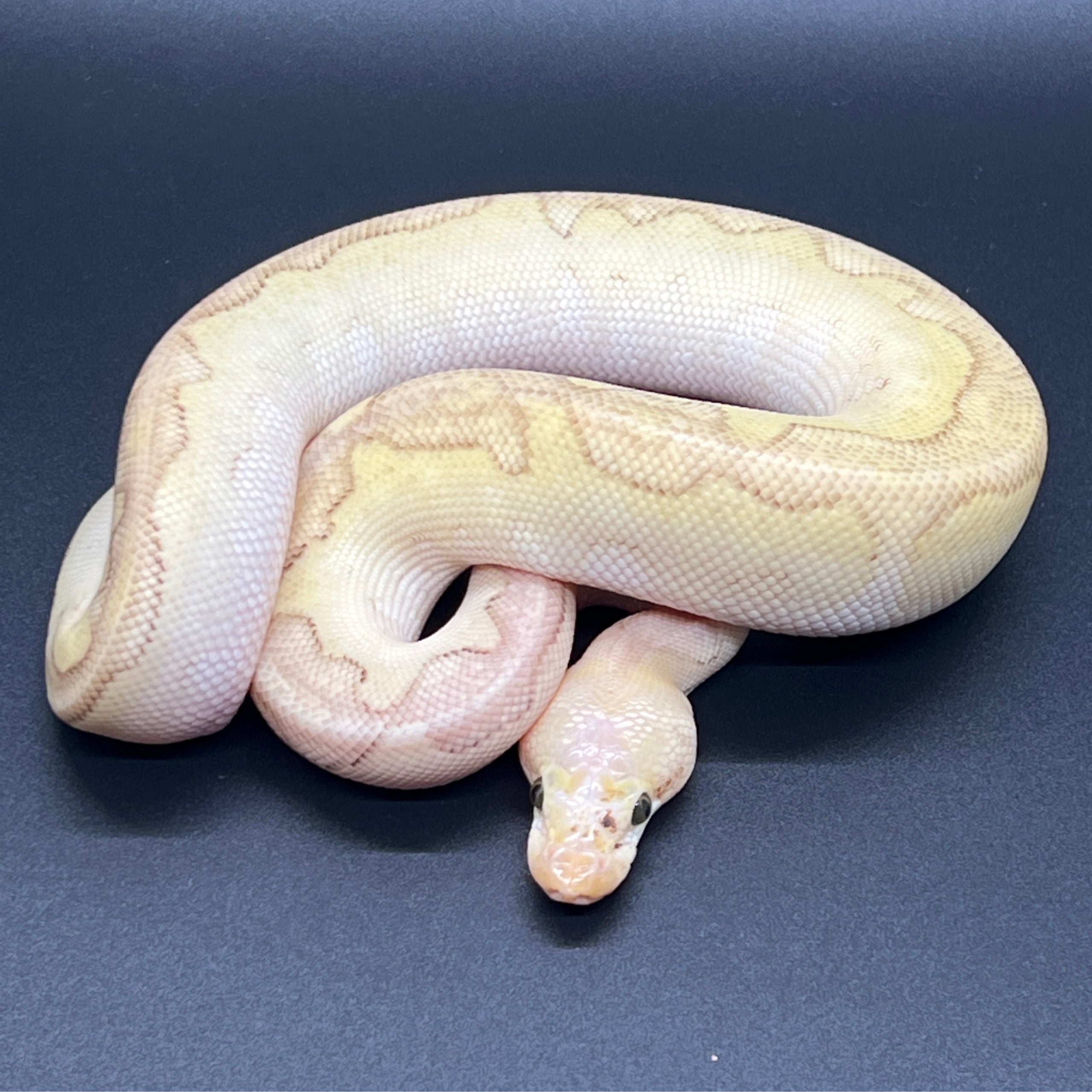 Ball Python ‘Butter Pastel Enchi Clown’ Male | The Creature Room
