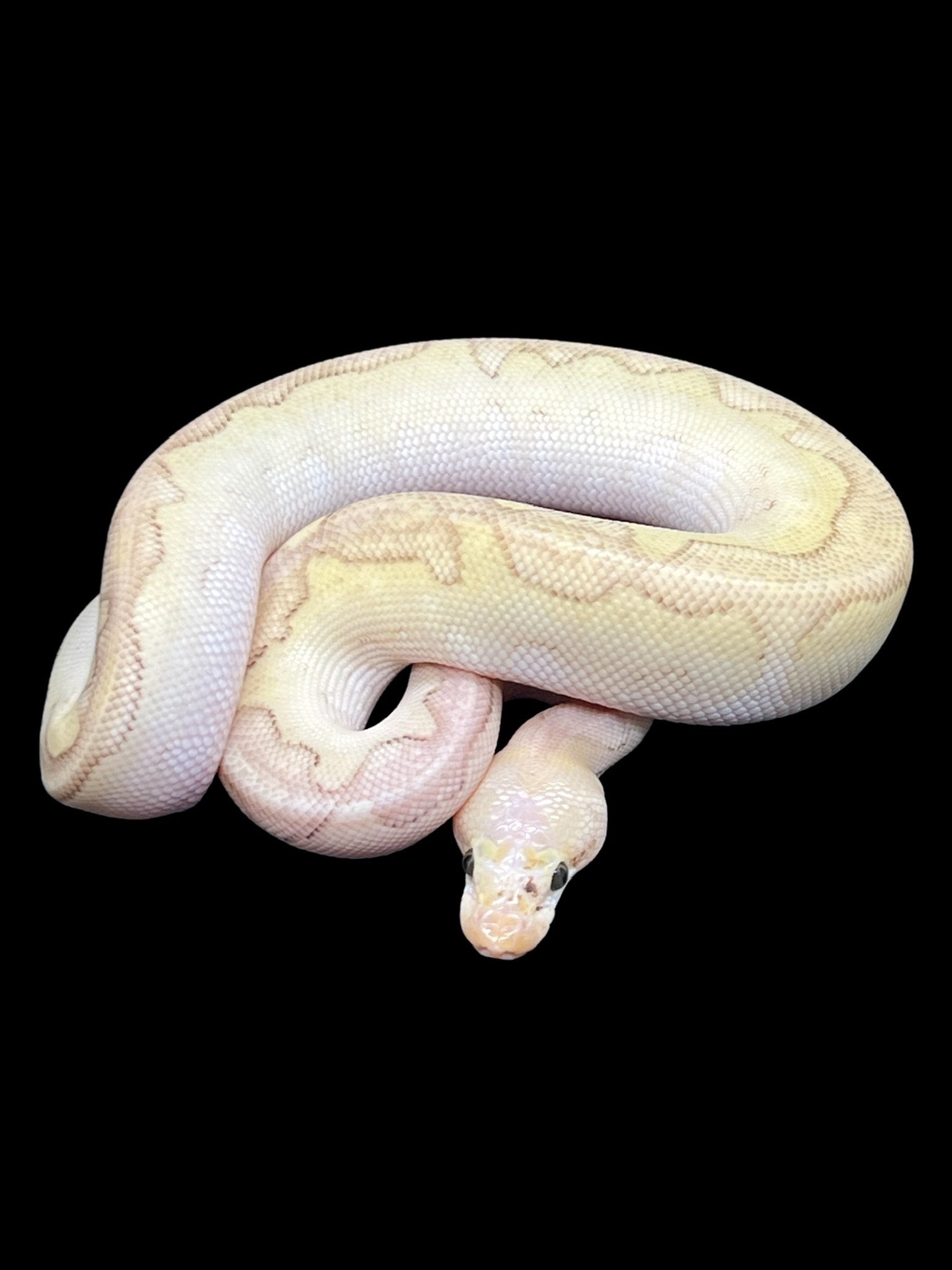 Ball Python ‘Butter Pastel Enchi Clown’ Male | The Creature Room