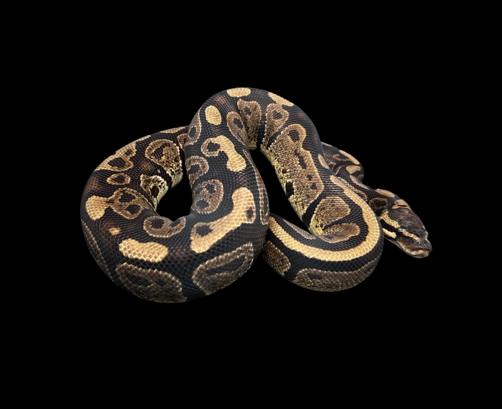 Ball Python ‘Sable’ (F ‘23) | The Creature Room