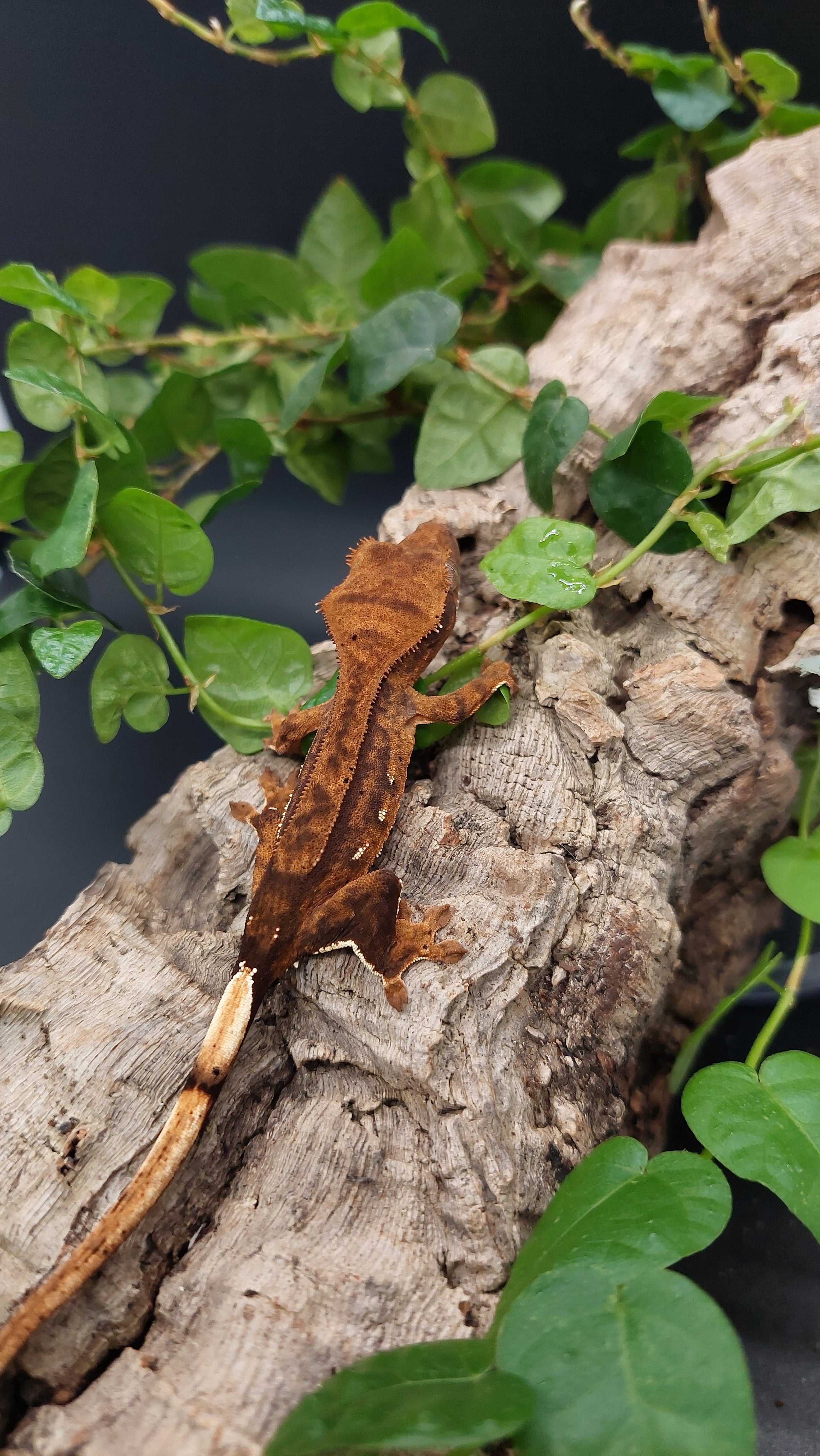 Crested Gecko | The Creature Room