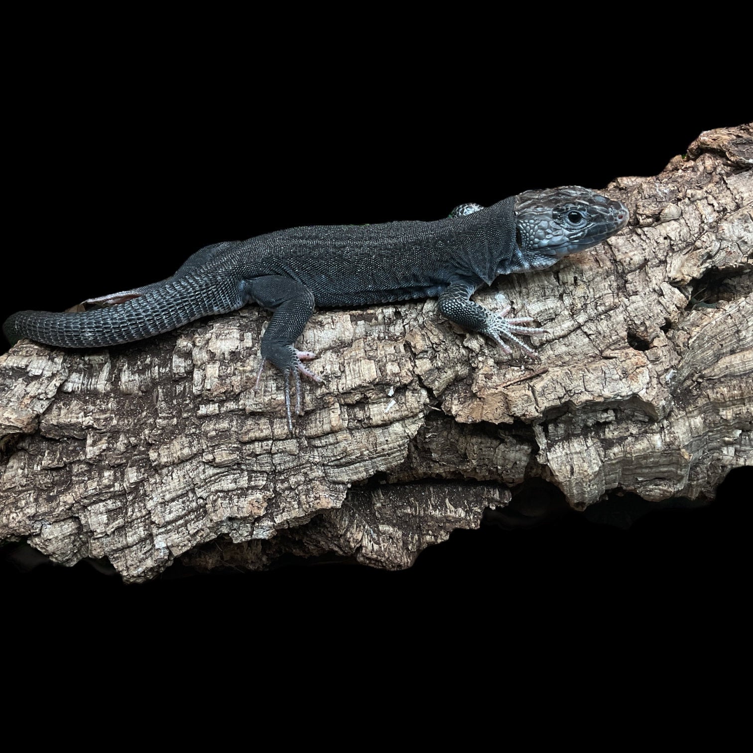 Jeweled Lacerta (Melanistic) | The Creature Room