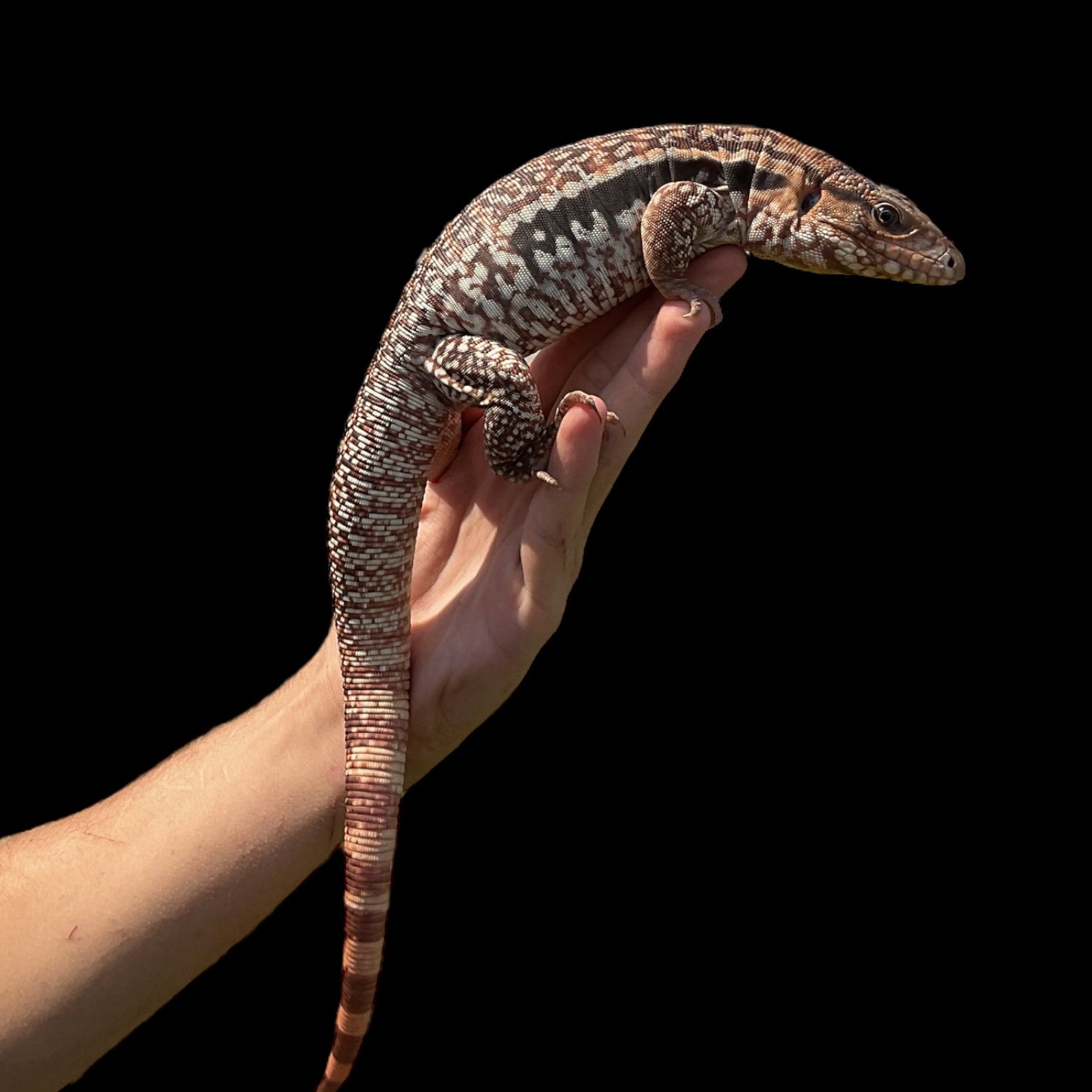 Red Tegu (Salvator rufescens) | The Creature Room