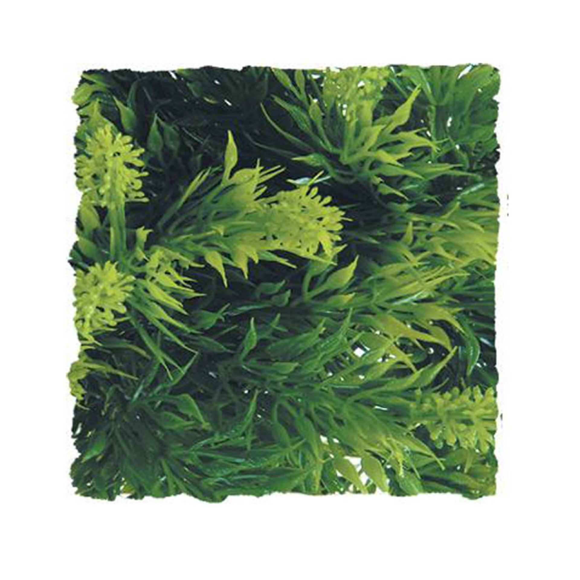 Zoo Med Malaysian Fern | The Creature Room