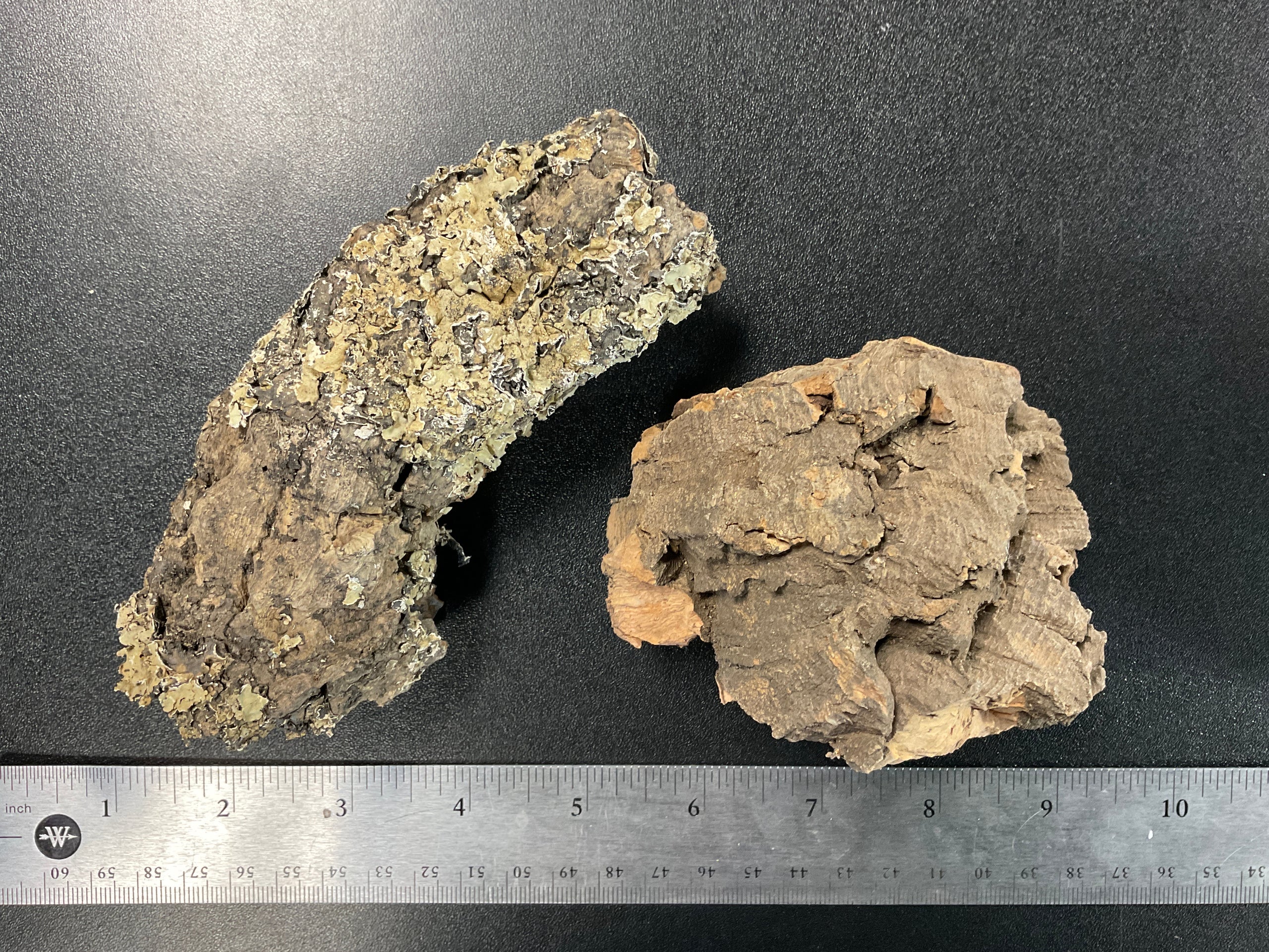 Cork (nano) | The Creature Room